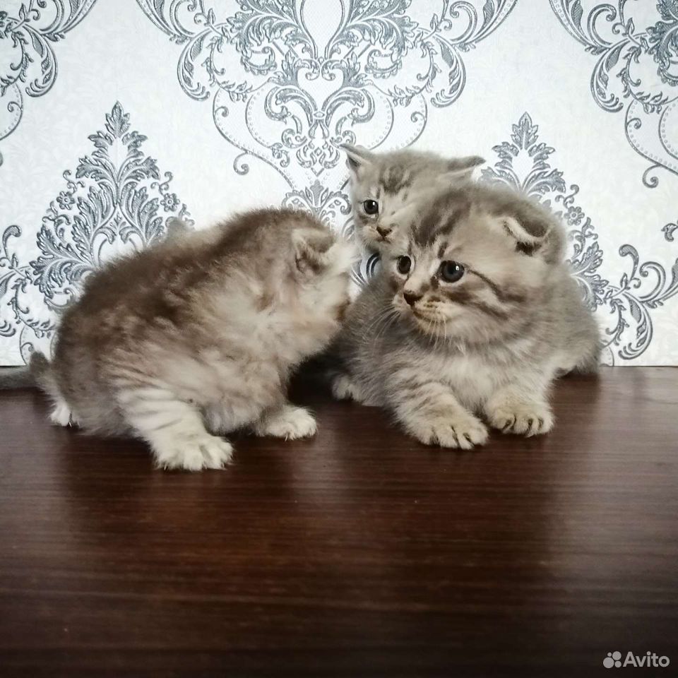 Британцы котята
