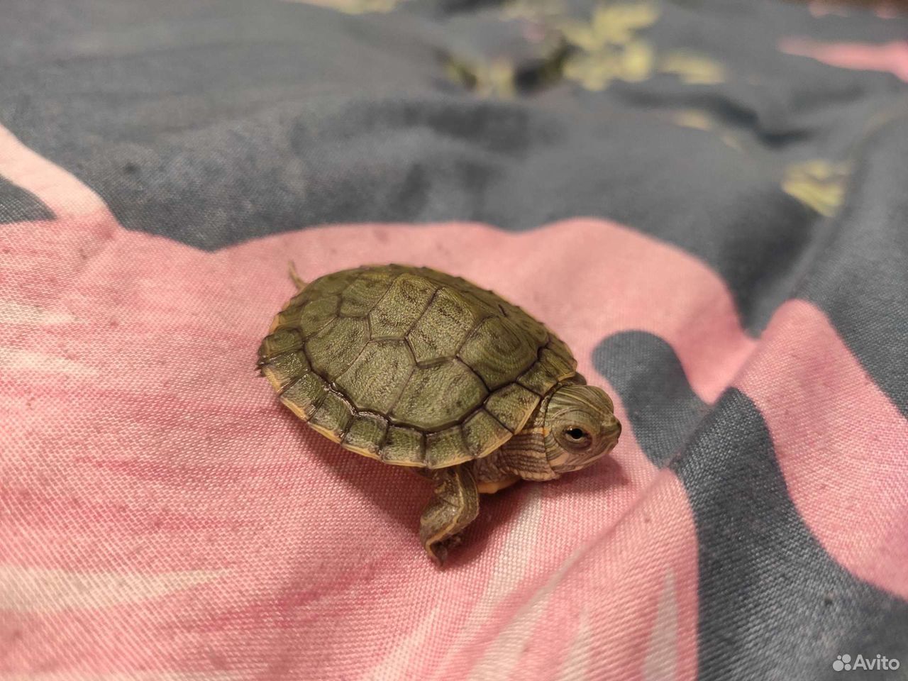 Красноухая черепашка