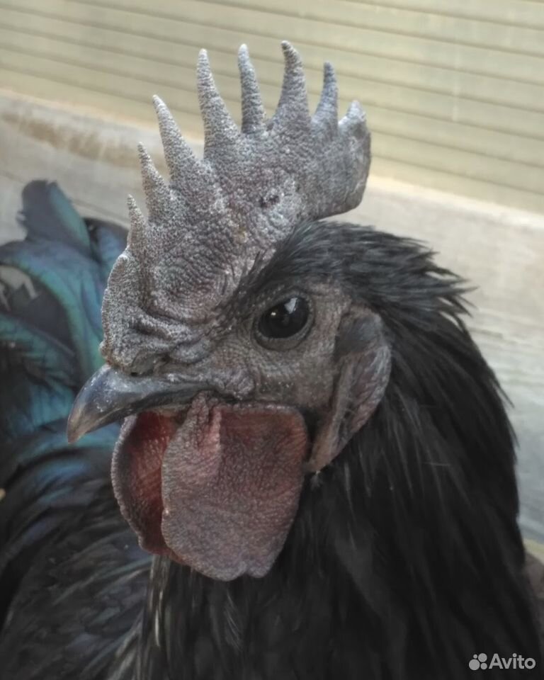 Яйца инкубационные ухейилюй чёрные курицы петухи