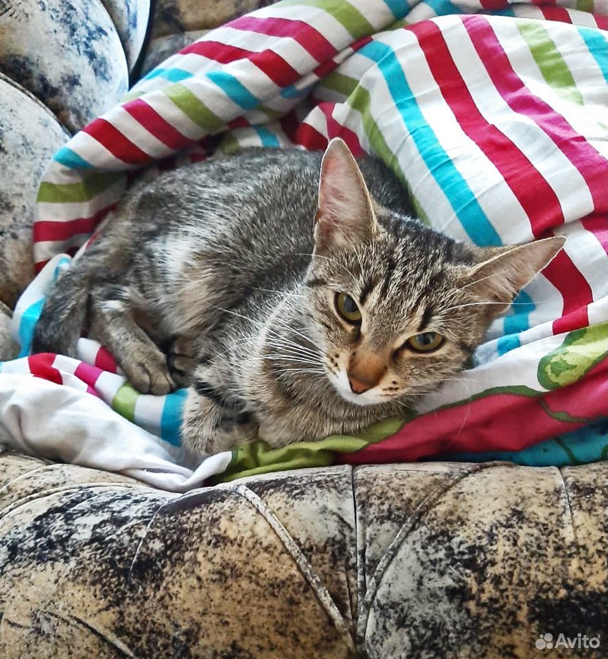 Кошечка Зена