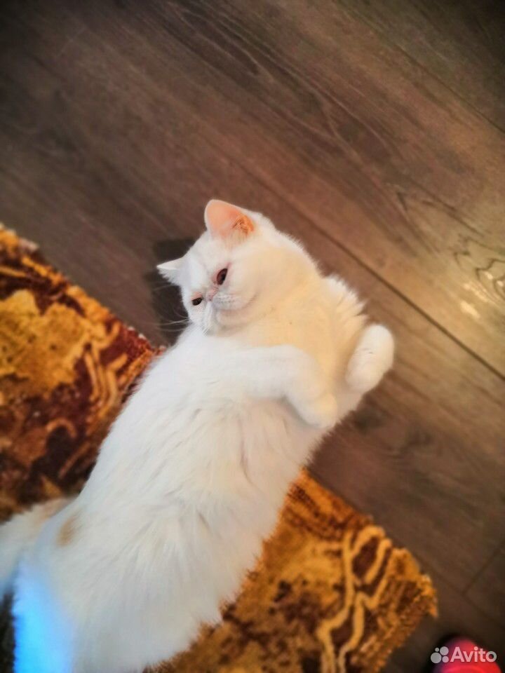 Продам кошечку