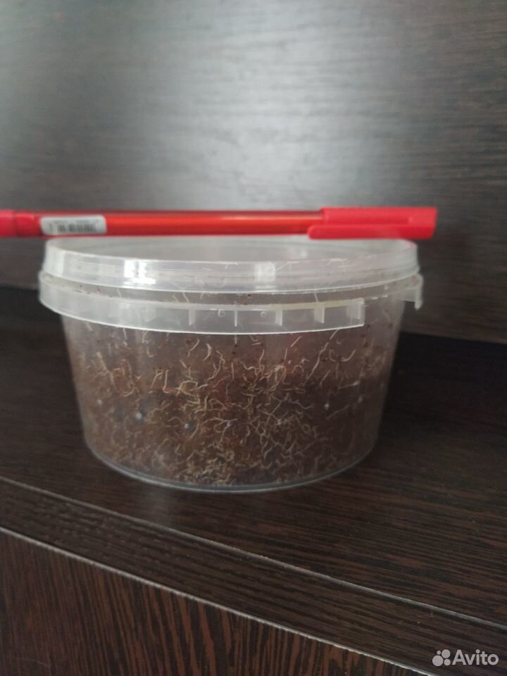 Живой корм для аквариумных рыб