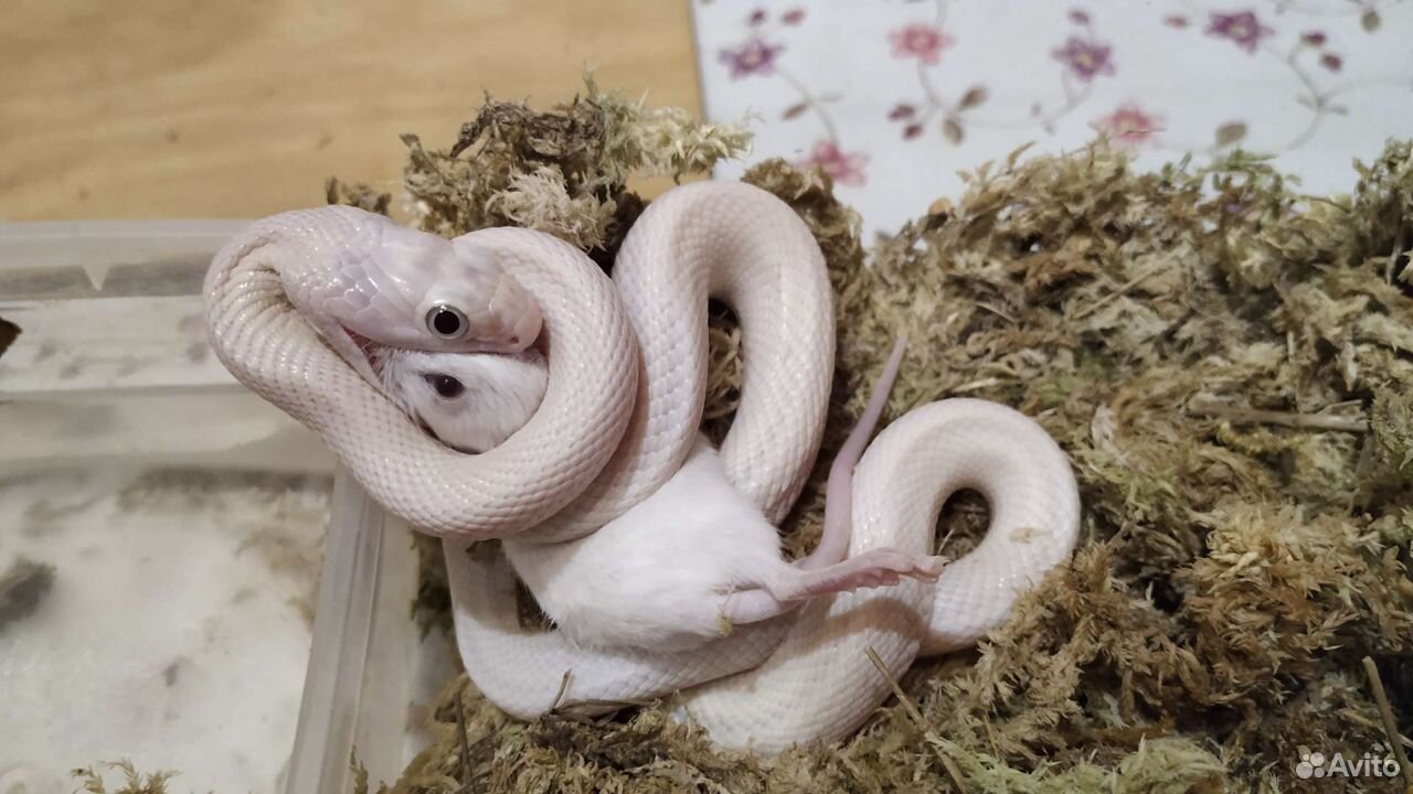 Техасский полоз леуцист