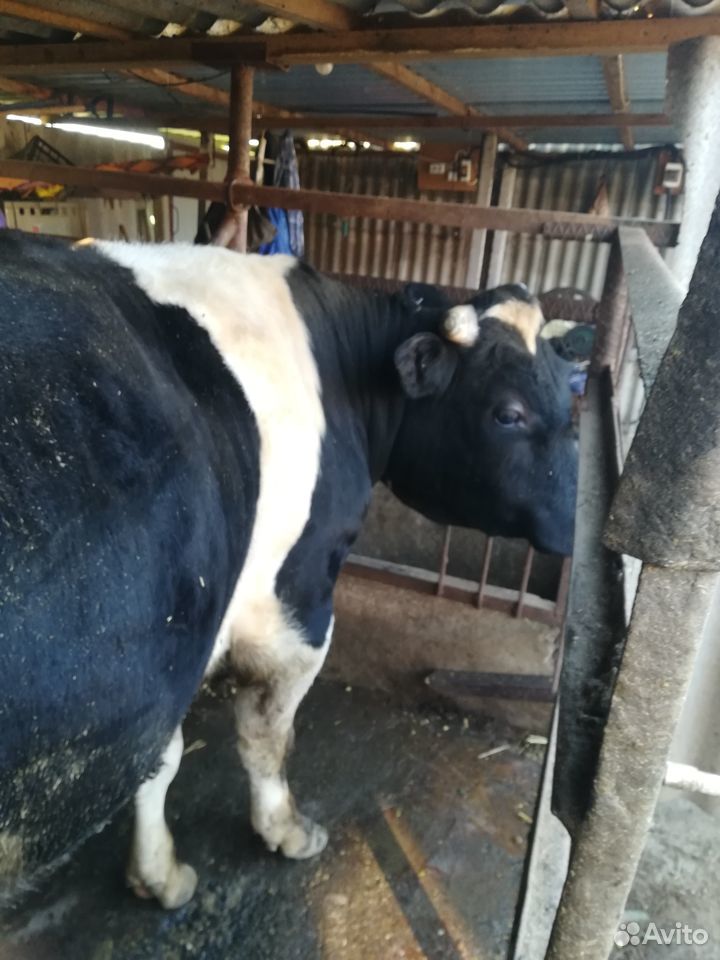 Быки в количестве 3 шт