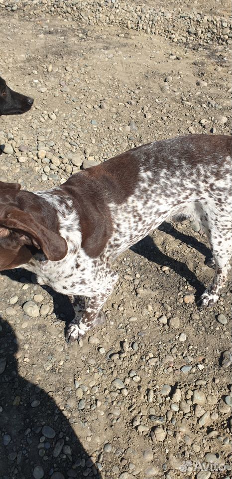 Охотничая Собака Курцхар