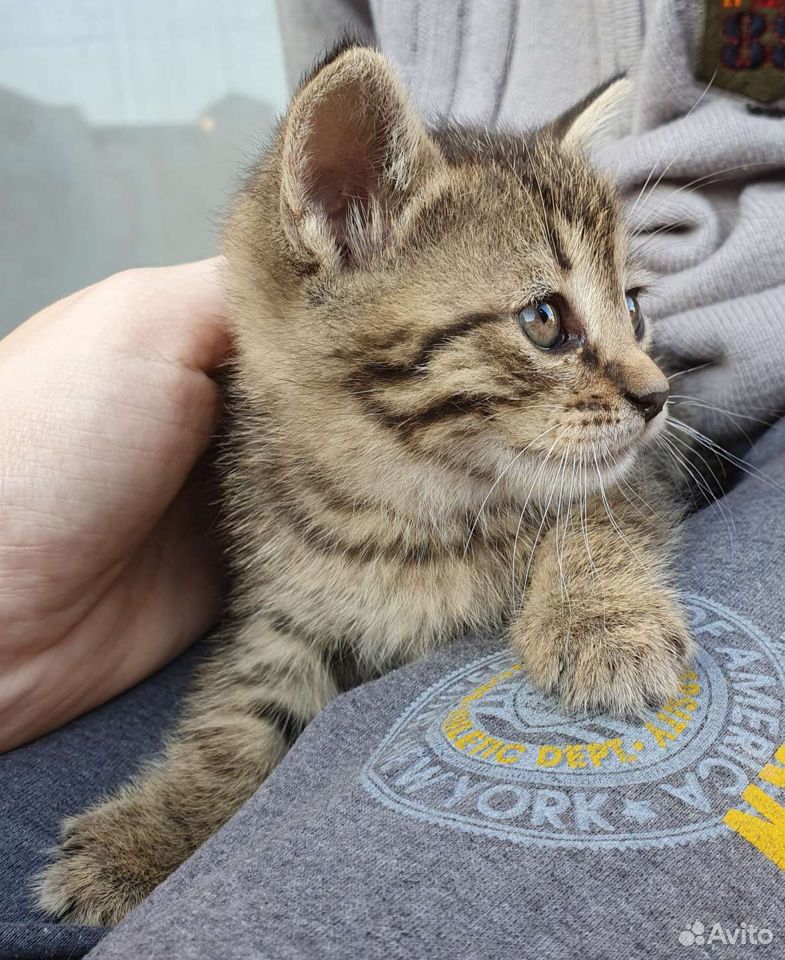 Котята