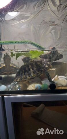 Две красноухие черепахи с аквариумом
