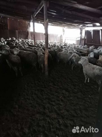 Матки с откорма