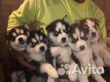 Отличный выбор щенят Хаски