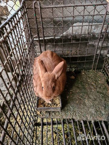 Кролик красный новозеландский