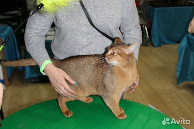 Аби кот