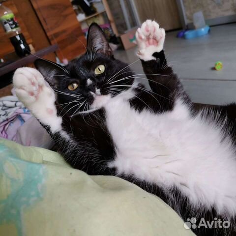 Кошка Плюшка