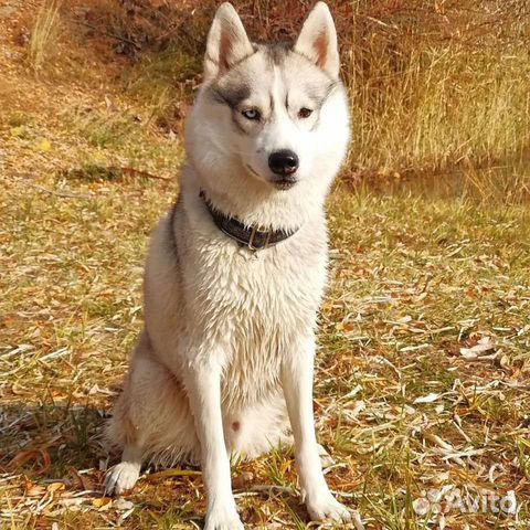 Вязка Сибирский хаски
