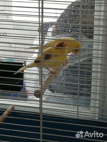 Птенцы канарейки (самка)