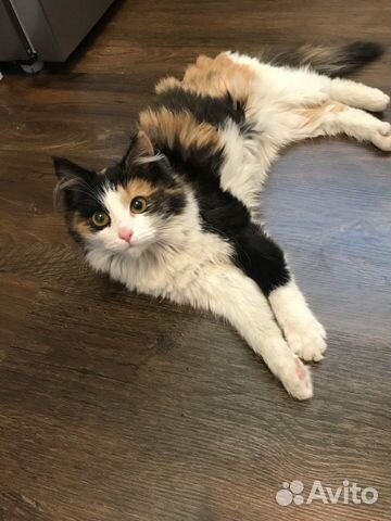 Котёнок девочка бесплатно