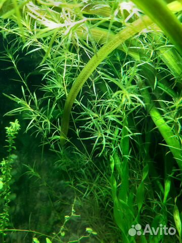 Аквариумные растения