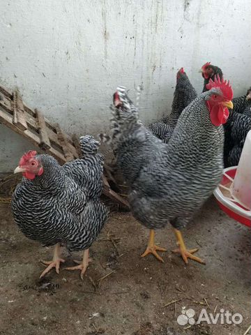 Продам Инкубационное яйцо Плимутрока полосатого