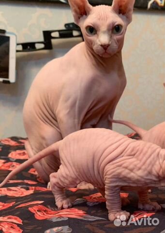 Канадский сфинкс кошка