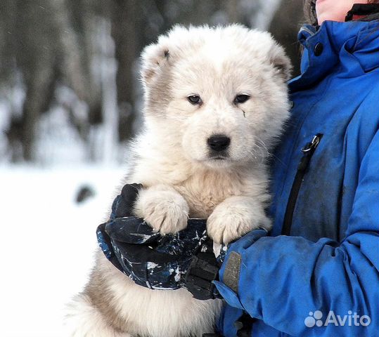 Шикарные щенки туркменского алабая