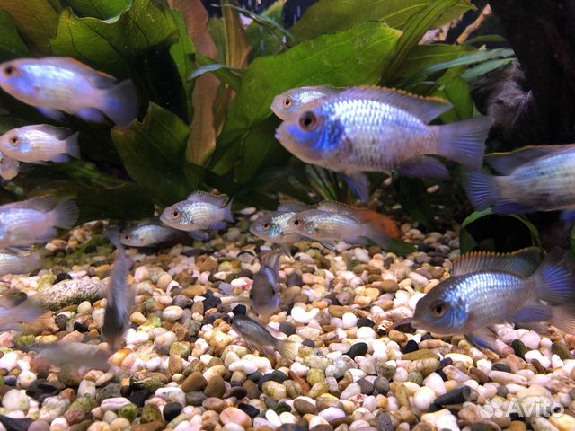 Неоновый нанокар малек 3-7 см