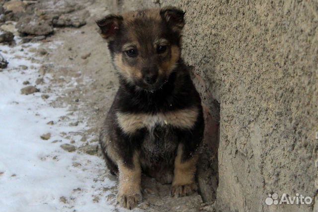 Собака в добрые руки щенок