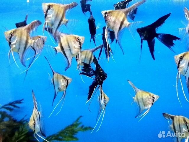 Скалярия в ассортименте