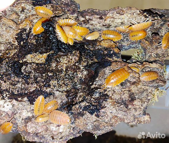 Мокрицы Porcellio laevis "Orange"