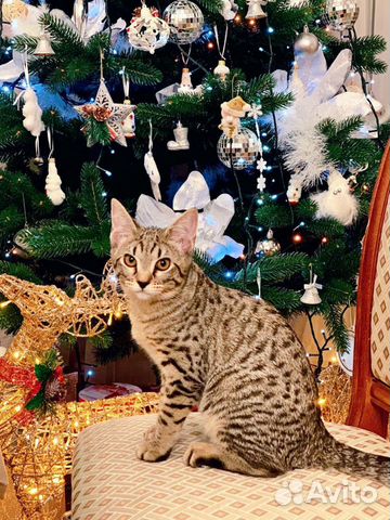 Дикий домашний кот саванна ф5