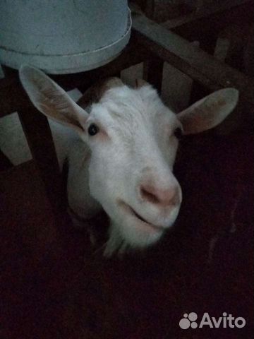 Козлята козы котные