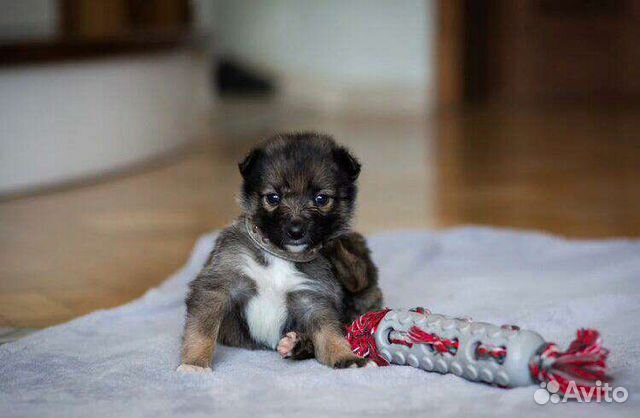 Щенок Кнопочка