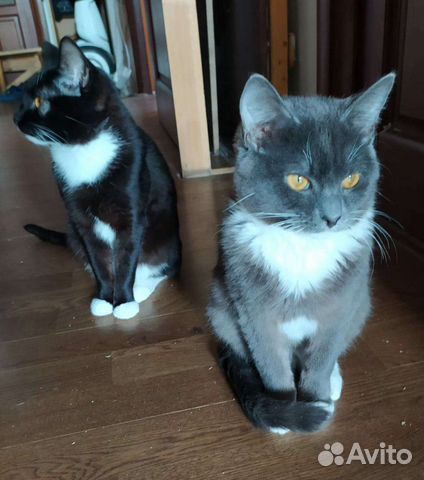 Кот в добрые руки