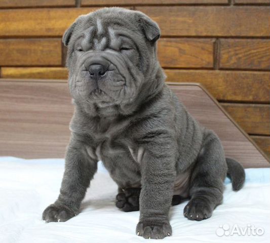 Шар-пейчик голубой