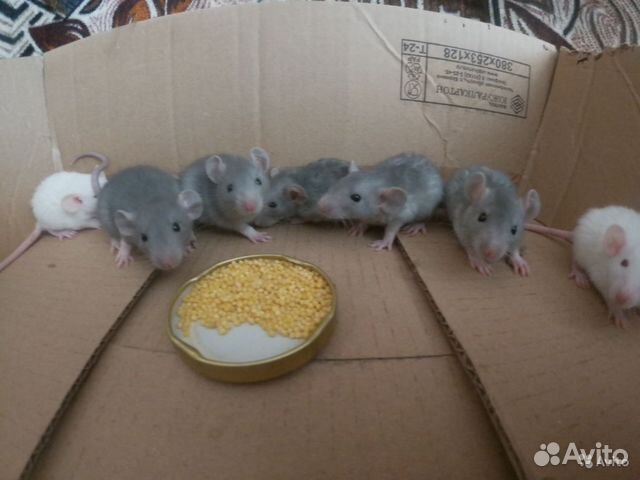 Голубые крысятки Дамбо, малышки