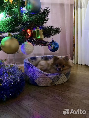 Шпиц померанец карликовый