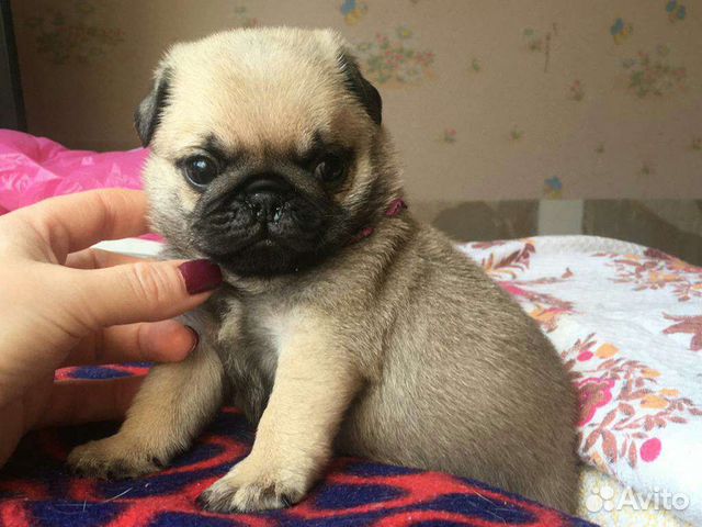 Мопс с родословной