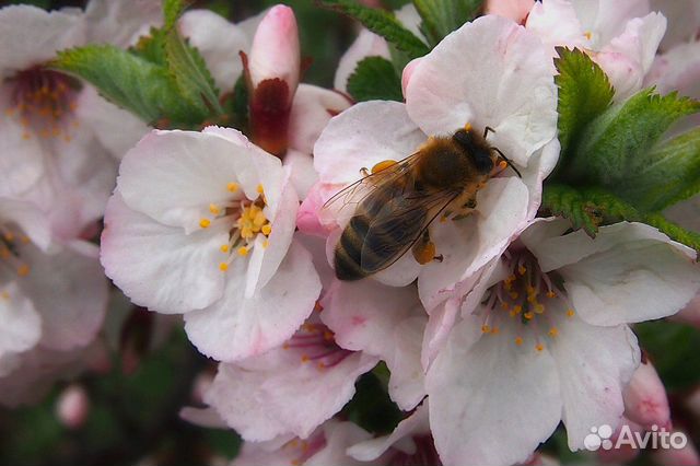 Пчелопакеты пчелосемьи краснодарские