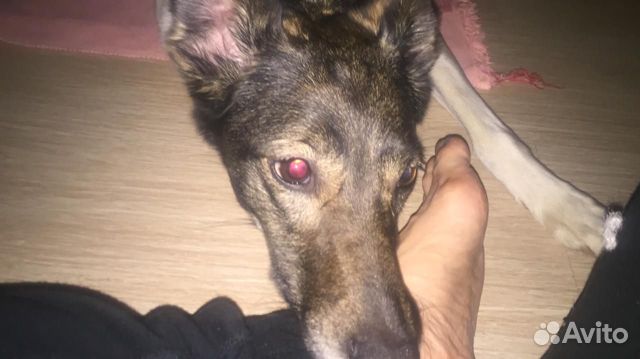 Ищу хороших хозяев