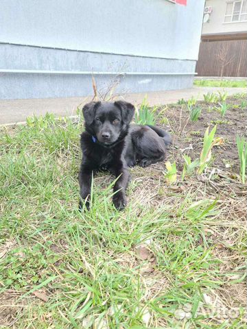 Ищем дом для чарли