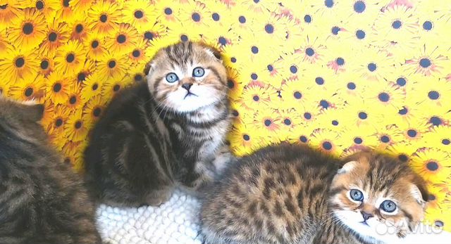 Роскошные Котята,девчата и ребята,Шотландские