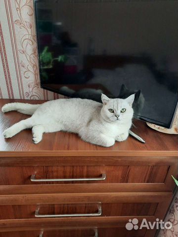 Британская шиншилла