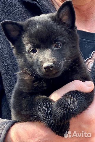 Схипперке(шипперке) бельгийская овчарка