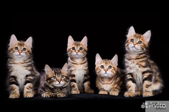 Котята курильский бобтейл
