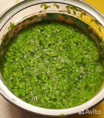 Ряска в аквариум