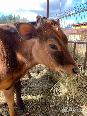 Продам телку джерси