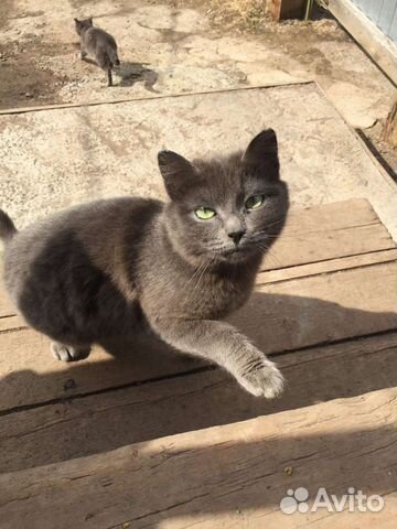 Кошечки бесплатно