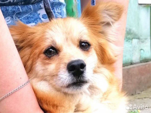 Лиза мелкая собачка, ищет дом