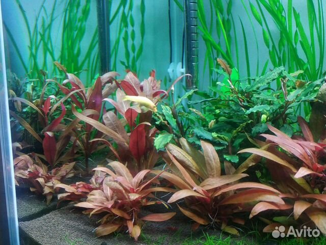 Альтернатера Рейника мини