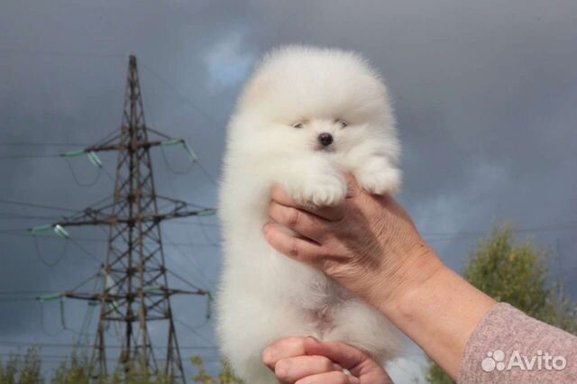 Померанский шпиц