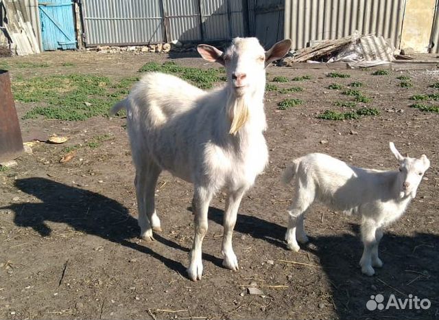 Козел на мясо