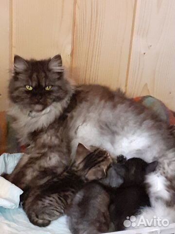 Прекрасные котята